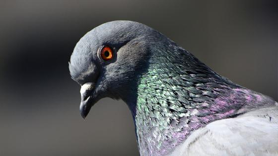 Duvor eller fåglar på balkongen? Förvisa dem idag | GARDENA
