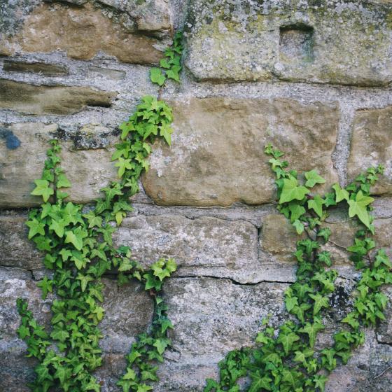 Bli av med krypande murgröna - ta bort murgröna | GARDENA