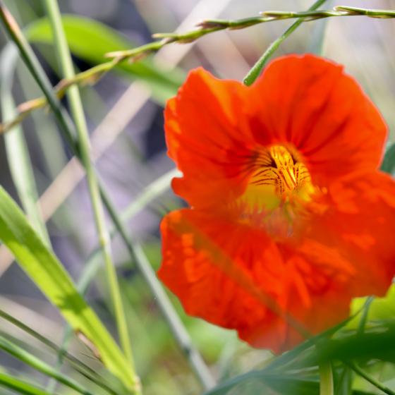 Elva växter som håller myggorna borta | GARDENA